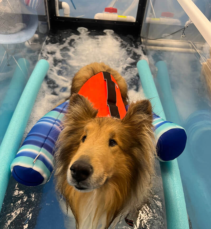 Dog hydrotherapy | Palm Desert, CA — Barkingham Dog Hotel and Day care